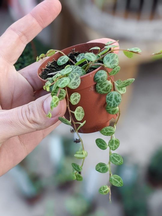 How to care for the unique string of turtles plant!