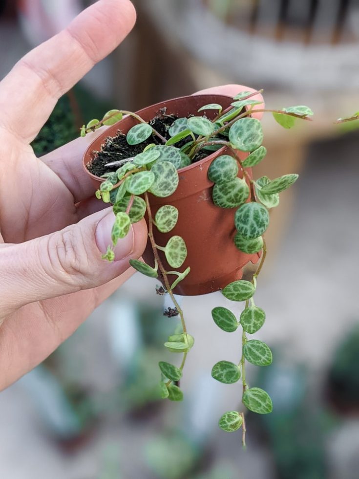 How to care for the unique string of turtles plant!