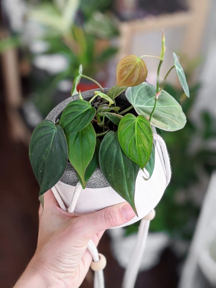Philodendron micans care & how to keep its velvet leaves happy!
