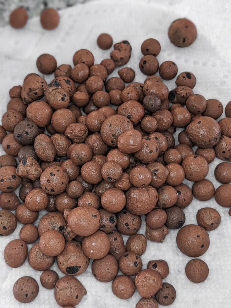 How to propagate cuttings in LECA...for complete beginners!