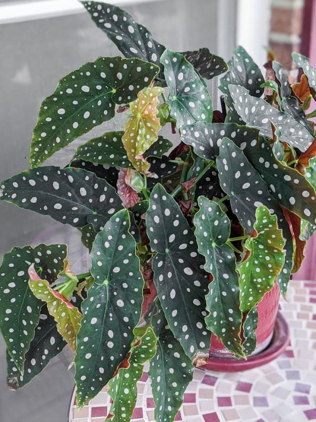 How to care for the gorgeous Begonia Maculata plant!