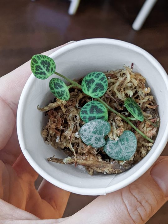 How to care for the unique string of turtles plant!