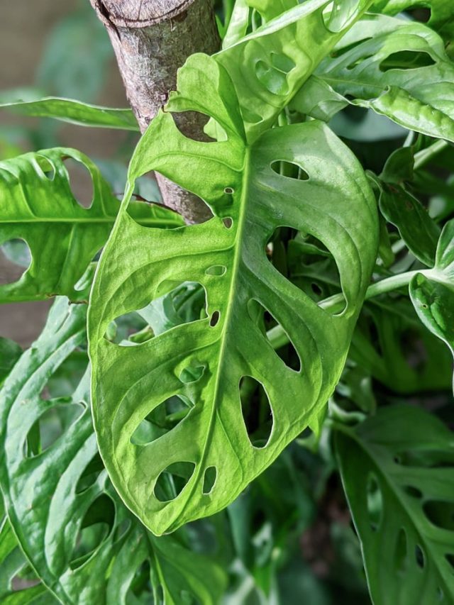 Everything you need to know about monstera adansonii care!