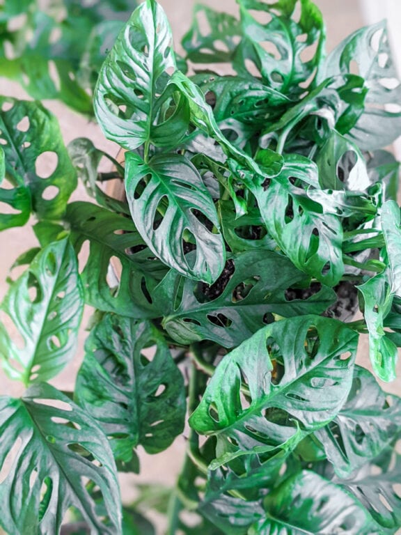 Everything you need to know about monstera adansonii care!