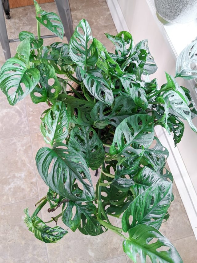 Everything you need to know about monstera adansonii care!
