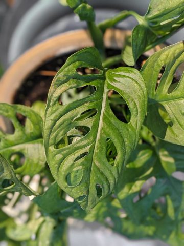 Everything you need to know about monstera adansonii care!