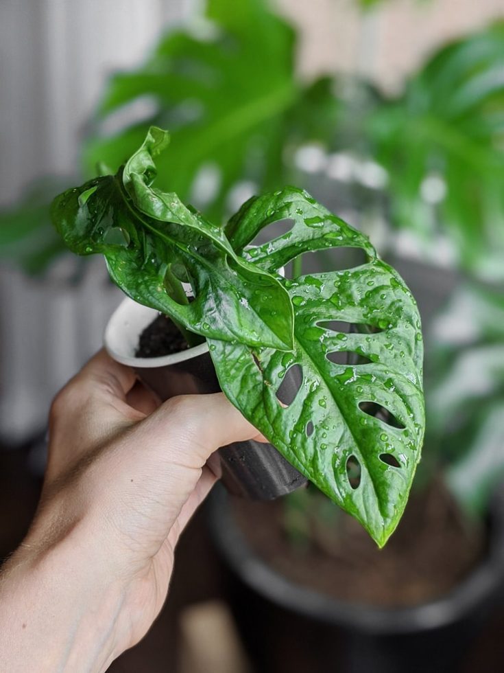 Everything you need to know about monstera adansonii care!