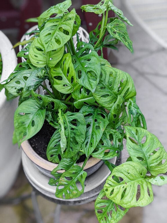 Did you get a Monstera Esqueleto?! Here's how to care for it!