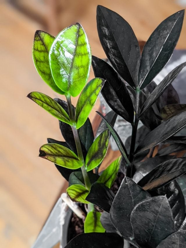 How to care for the stunning, unbelievably hardy raven ZZ plant