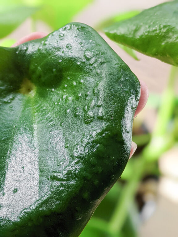 Caring for the lovely peperomia raindrop (aka polybotrya!)