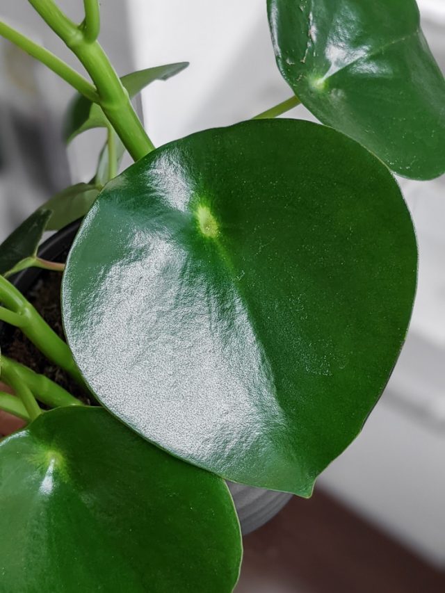 Caring for the lovely peperomia raindrop (aka polybotrya!)