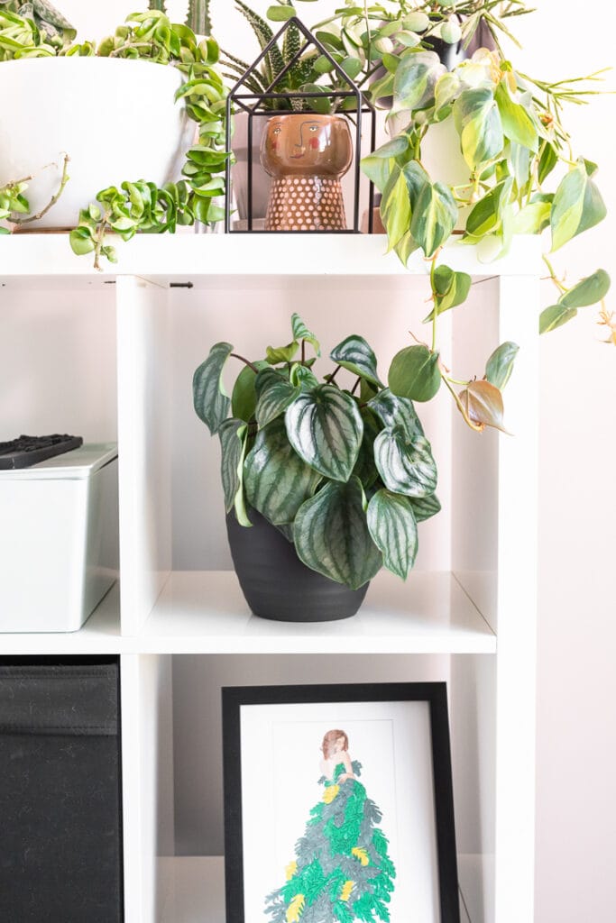 How to care for the gorgeous watermelon paperomia!