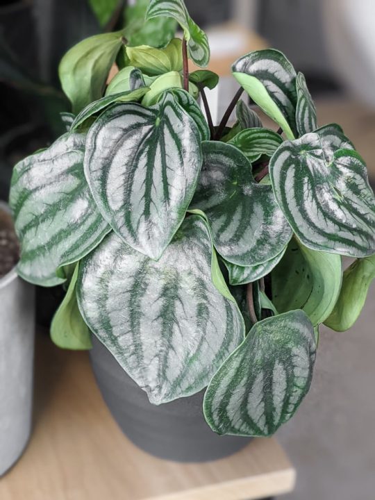 How to care for the gorgeous watermelon paperomia!