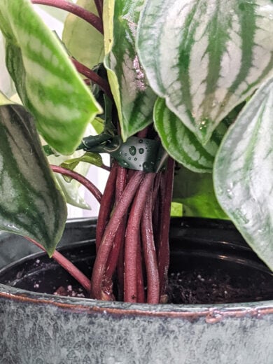 How to care for the gorgeous watermelon paperomia!