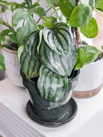 How to care for the gorgeous watermelon paperomia!