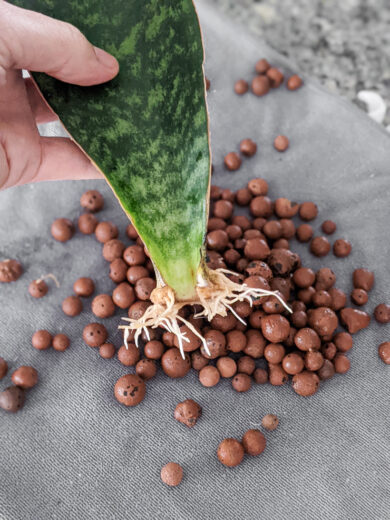 How to propagate snake plants...5 methods I've tested myself!