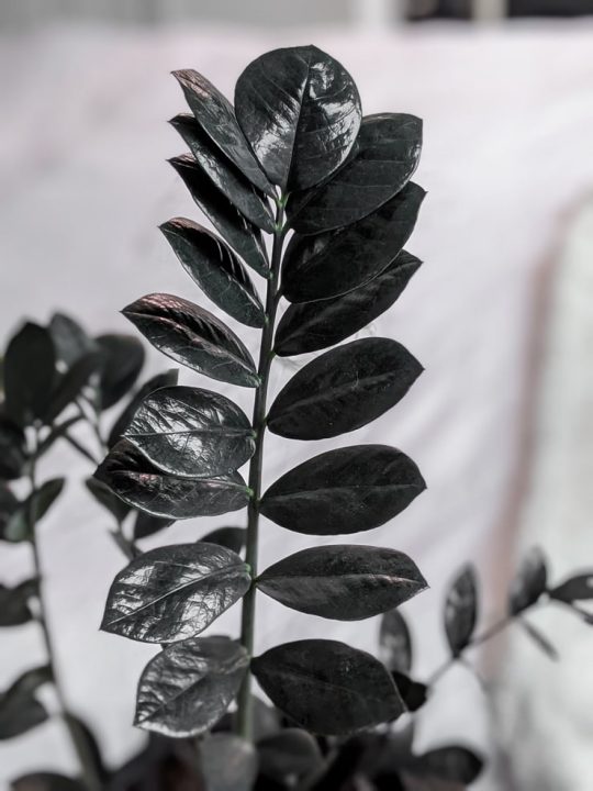 How to care for the stunning, unbelievably hardy raven ZZ plant