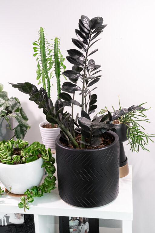 How to care for the stunning, unbelievably hardy raven ZZ plant