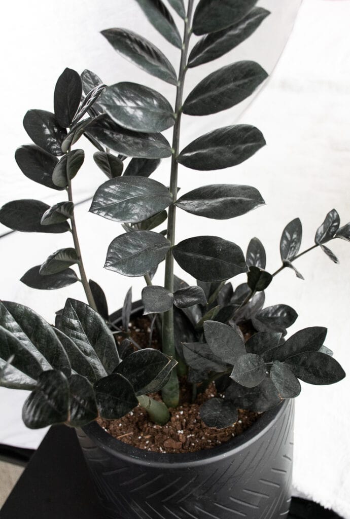 How to care for the stunning, unbelievably hardy raven ZZ plant