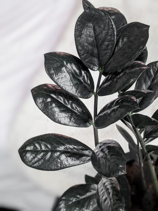 How to care for the stunning, unbelievably hardy raven ZZ plant