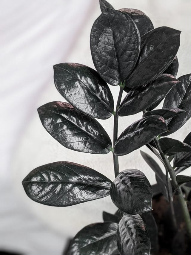 How to care for the stunning, unbelievably hardy raven ZZ plant