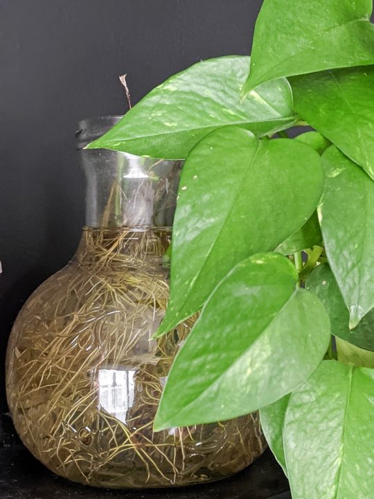 Learn how to propagate pothos plants from cuttings!