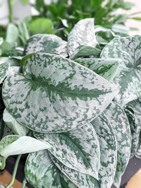 How to care for Scindapsus Treubii Moonlight, aka "Sterling Silver"