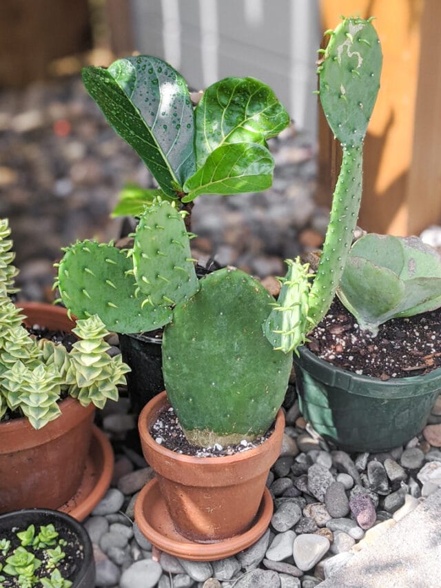 Learn How To Propagate Prickly Pear Cactus Using Pads learn-how-to-propagate-prickly-pear-cactus-using-pads