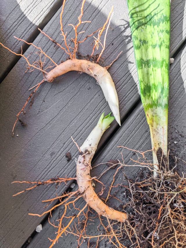 How to propagate snake plants...5 methods I've tested myself!