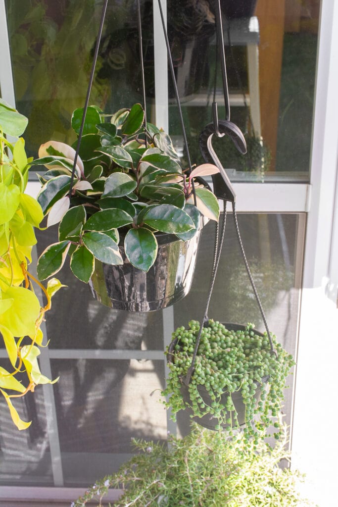 How to set up a DIY hanging plant rod to hang lots of plants