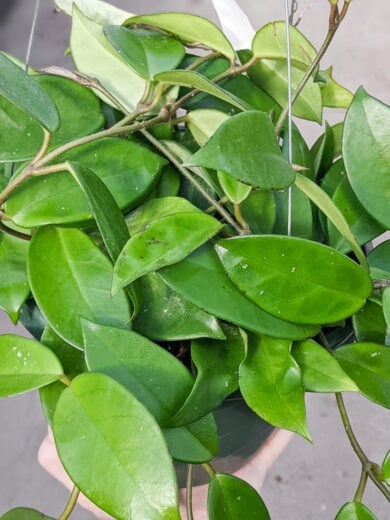 The complete hoya carnosa care guide from a major hoya lover!