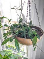 How to care for the climbing, vining, stunning Hoya Pubicalyx!