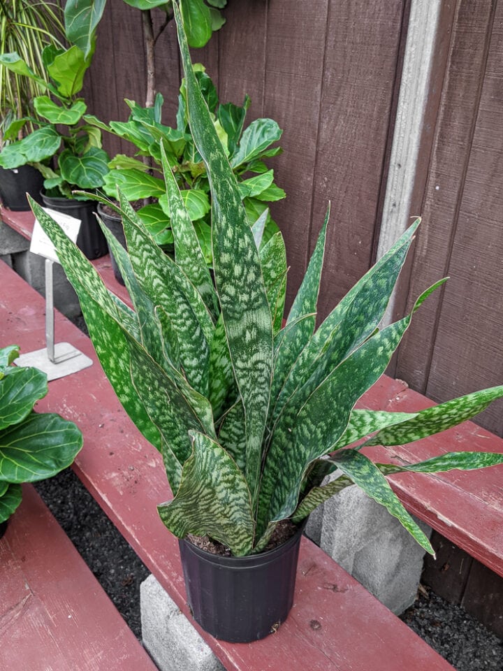 How to Take Care of a Snake Plant: Snake Plant Care Indoors