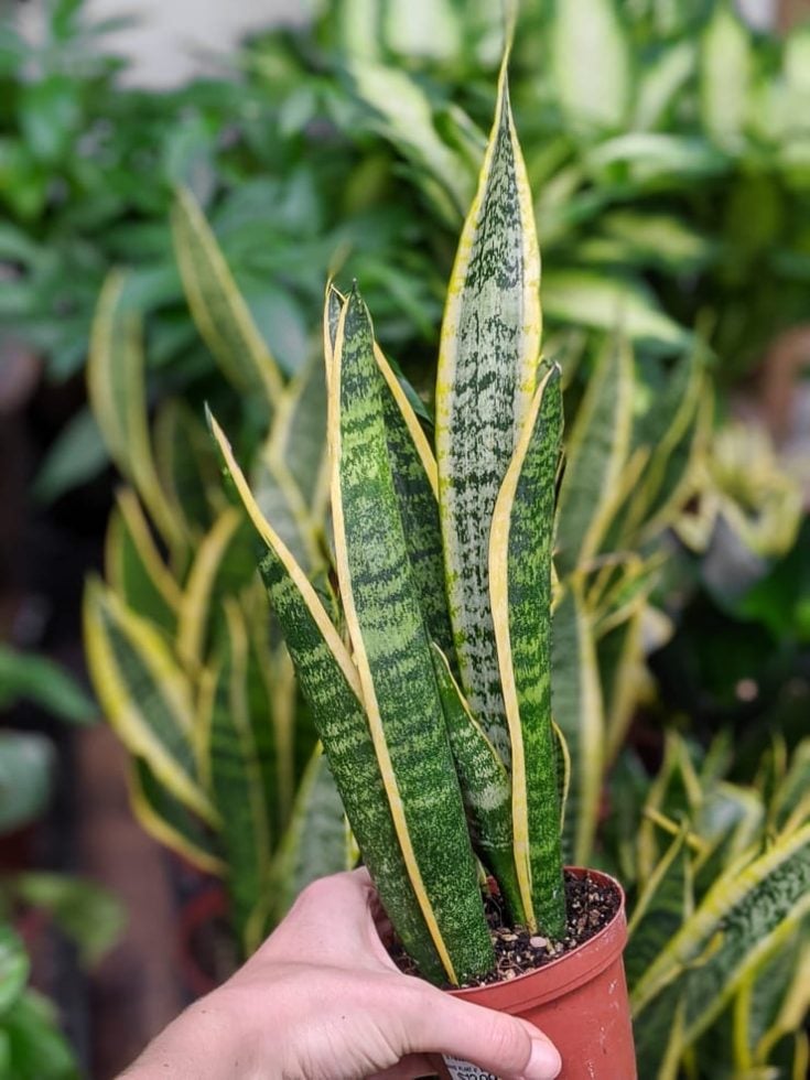 18 different sansevieria varieties I've cared for plus photo IDs!