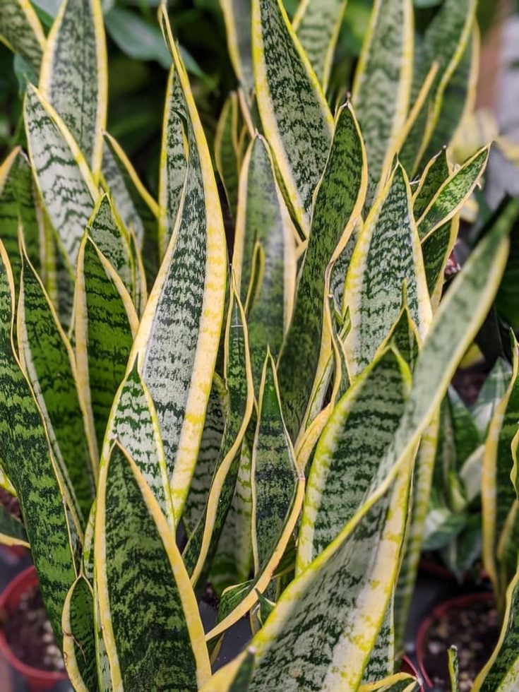 18 different sansevieria varieties I've cared for plus photo IDs!