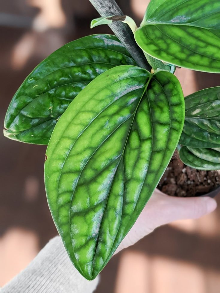 Learn how to care for the gorgeous climbing Monstera Peru plant!