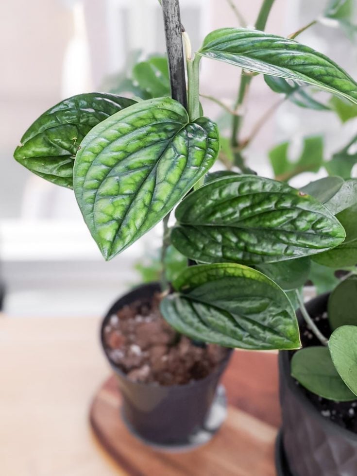 Learn how to care for the gorgeous climbing Monstera Peru plant!