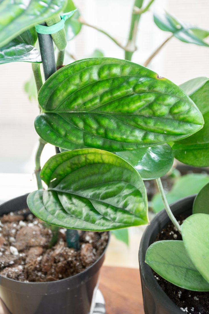 Learn how to care for the gorgeous climbing Monstera Peru plant!