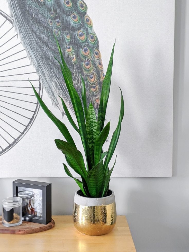 Your guide to caring for the hardy, timeless snake plant!