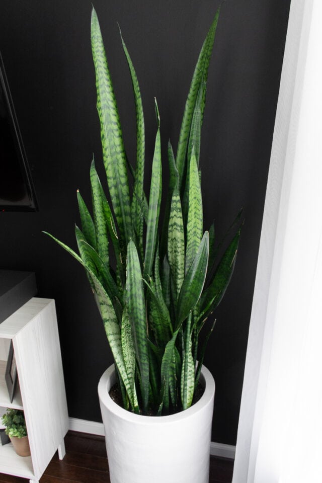 Your guide to caring for the hardy, timeless snake plant!