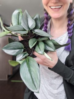 9 gorgeous scindapsus varieties to collect (with ID pics!)