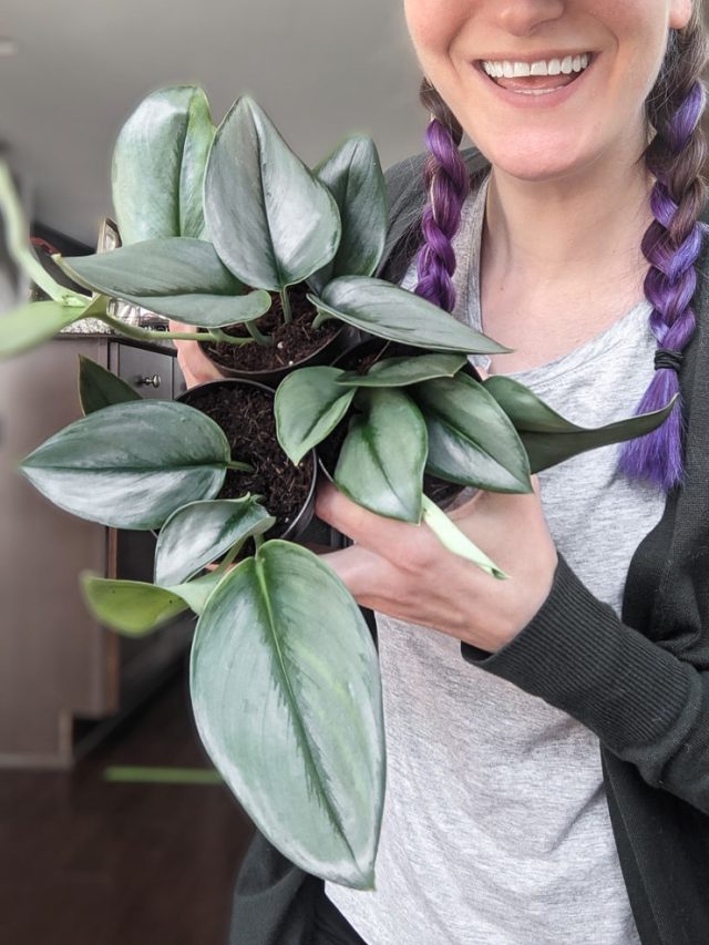 9 gorgeous scindapsus varieties to collect (with ID pics!)