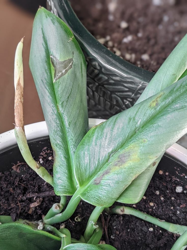 How to care for Scindapsus Treubii Moonlight, aka "Sterling Silver"
