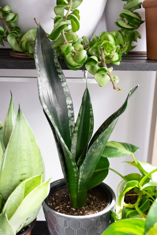Whitney-Snake-Plant-2 - By Brittany Goldwyn | Live Creatively