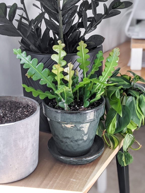 How to help the crazy ric rac cactus thrive indoors!