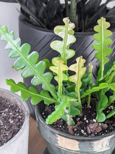 How to help the crazy ric rac cactus thrive indoors!