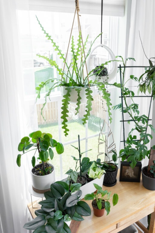 Ric Rac Cactus Care: How to Help This Crazy Plant Thrive Indoors