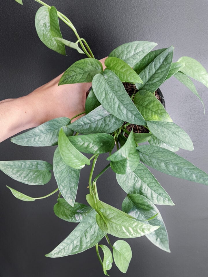 All about Cebu Blue Pothos care, plus propagating this stunner!