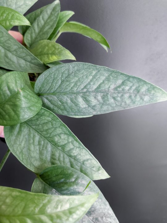 All about Cebu Blue Pothos care, plus propagating this stunner!