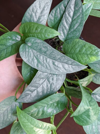All about Cebu Blue Pothos care, plus propagating this stunner!